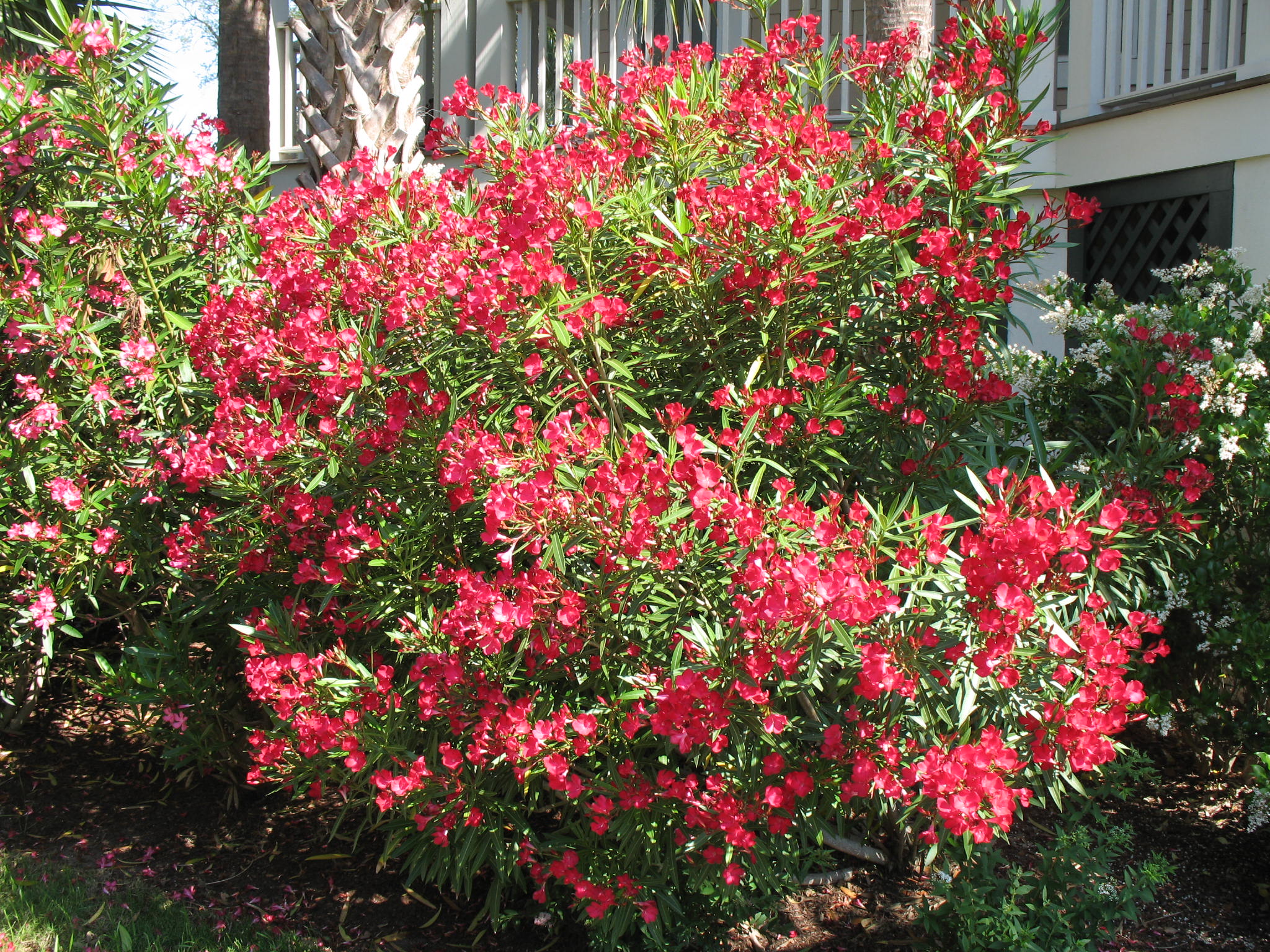 Online Plant Guide - Nerium oleander 'Cardinal Red' / Cardinal Red Oleander